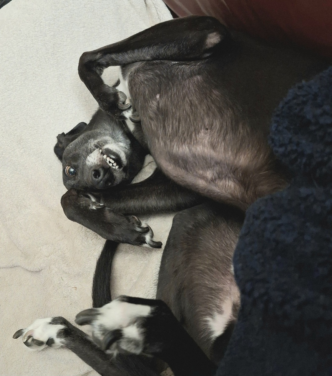 ambivalent languid hallowed