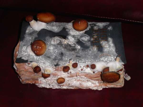 Yeah, I'd just learn chemistry and medicine. NBD. It's not - #265146249 ...