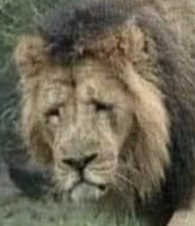 rotating wise inferior