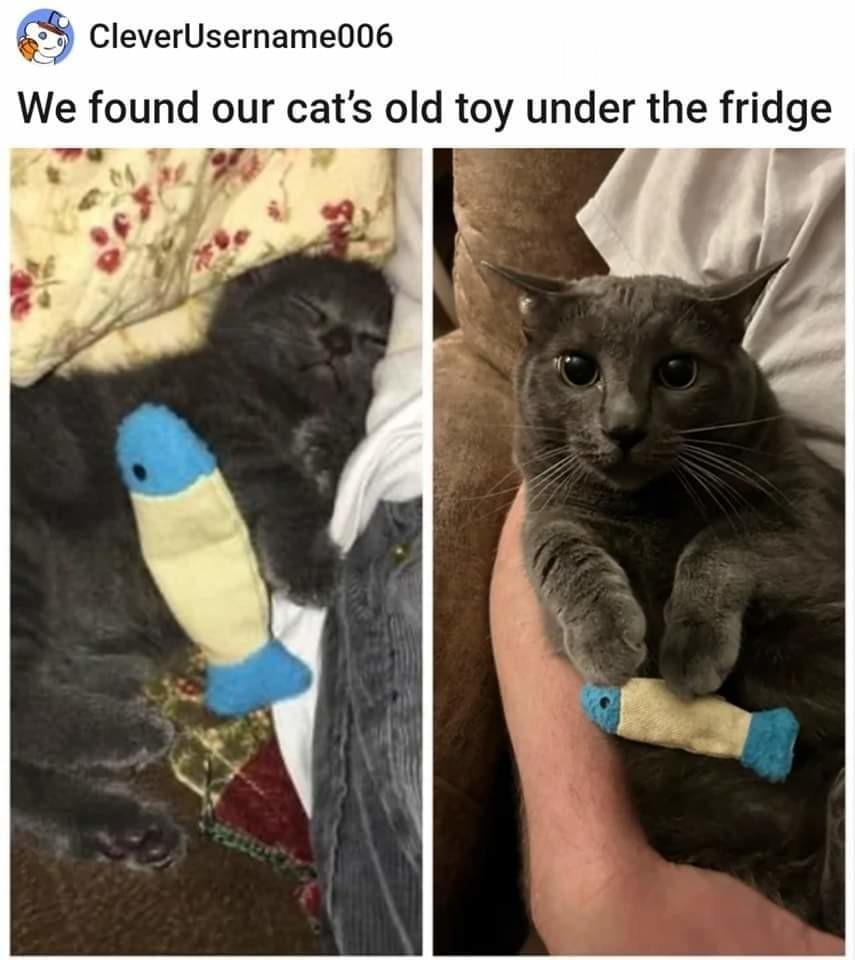 meowster