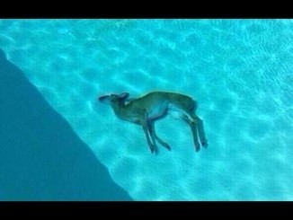 old memes sixty-four